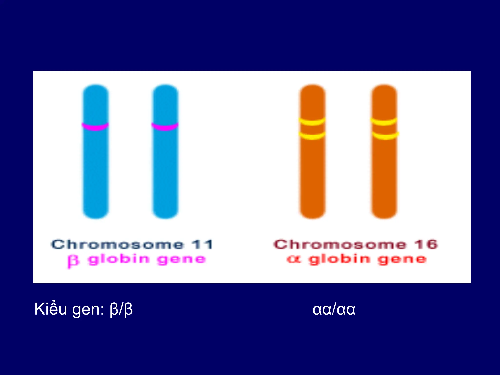 Chuyển hoá Hemoglobin bài giảng chương trình y khoa | PDF