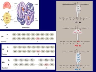 Chuyển hoá Hemoglobin bài giảng chương trình y khoa | PDF