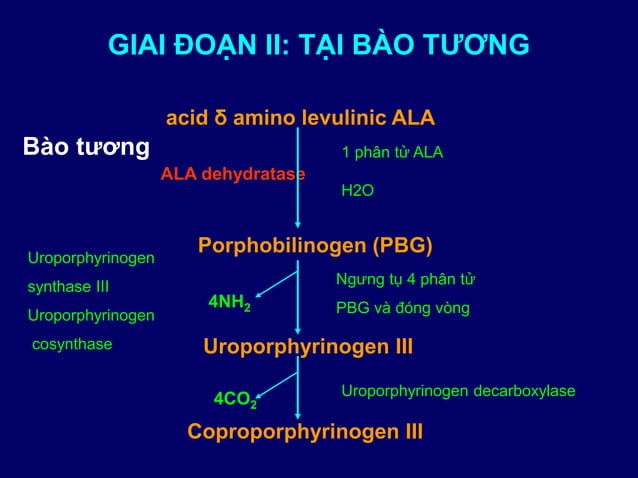 Chuyển hoá Hemoglobin bài giảng chương trình y khoa | PDF
