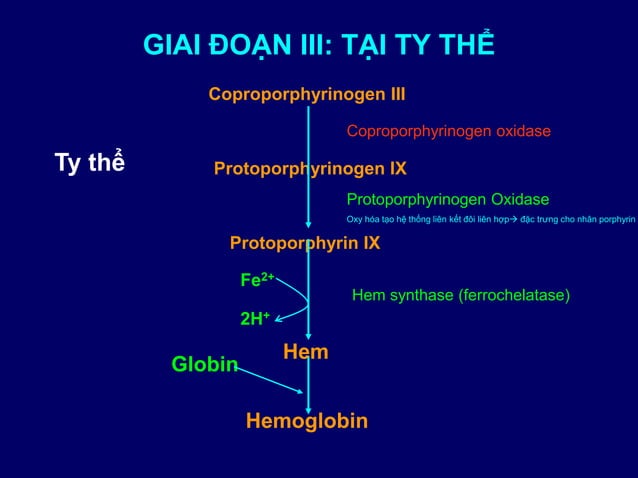 Chuyển hoá Hemoglobin bài giảng chương trình y khoa | PDF