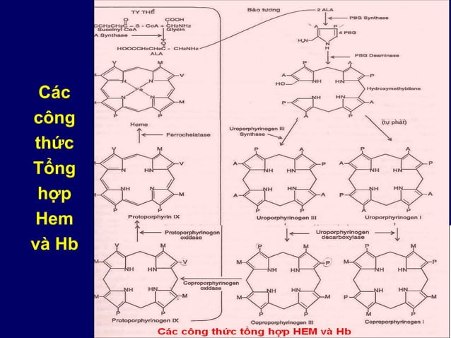 Chuyển hoá Hemoglobin bài giảng chương trình y khoa | PDF