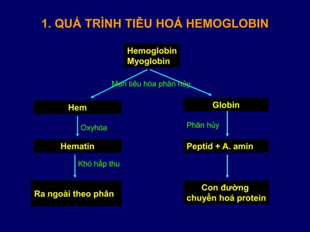 Chuyển hoá Hemoglobin bài giảng chương trình y khoa | PDF