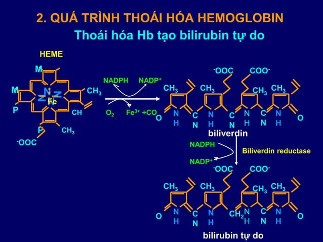 Chuyển hoá Hemoglobin bài giảng chương trình y khoa | PDF