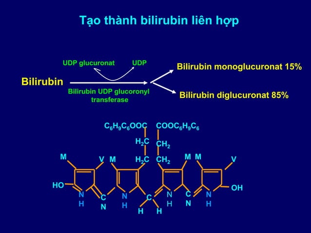 Chuyển hoá Hemoglobin bài giảng chương trình y khoa | PDF