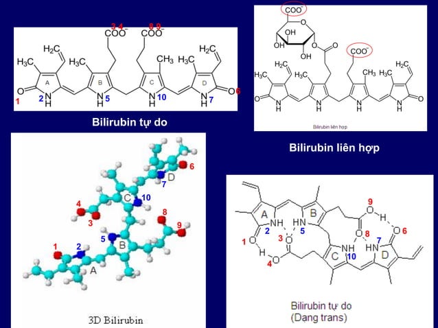 Chuyển hoá Hemoglobin bài giảng chương trình y khoa | PDF