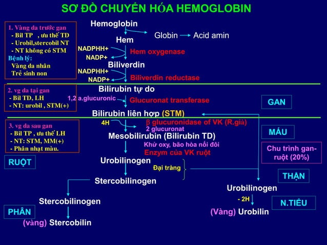 Chuyển hoá Hemoglobin bài giảng chương trình y khoa | PDF