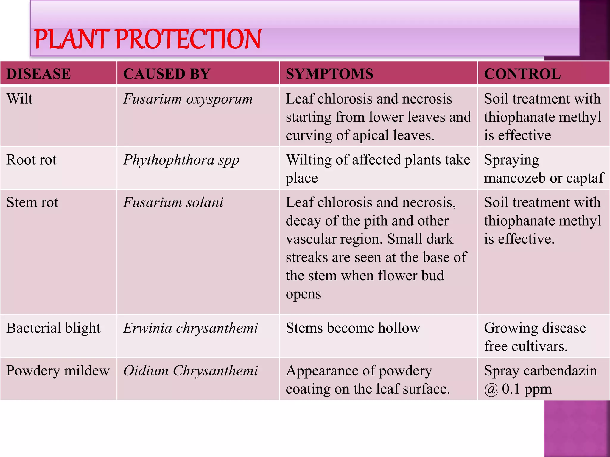 Chhrysanthemum | PPTX