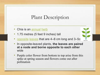 Production Technology of Chia groth and yield.pptx