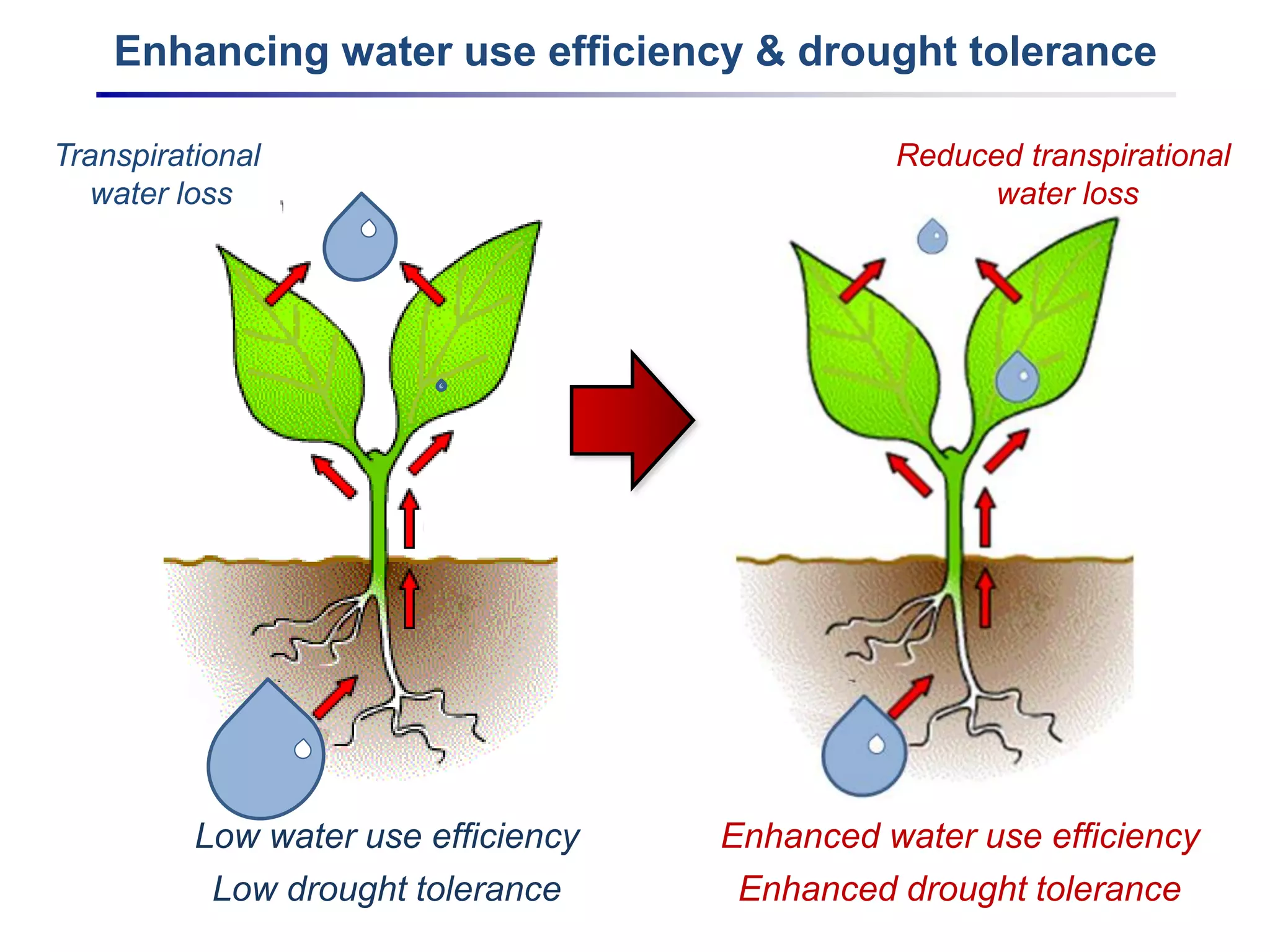 Modulating Stomatal Activity For Water Use Efficiency And Stress ...