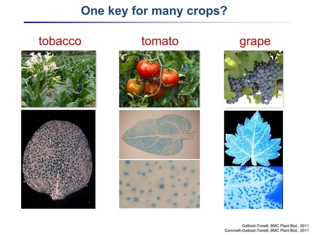 Modulating Stomatal Activity For Water Use Efficiency And Stress ...