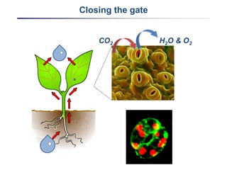 Modulating Stomatal Activity For Water Use Efficiency And Stress ...