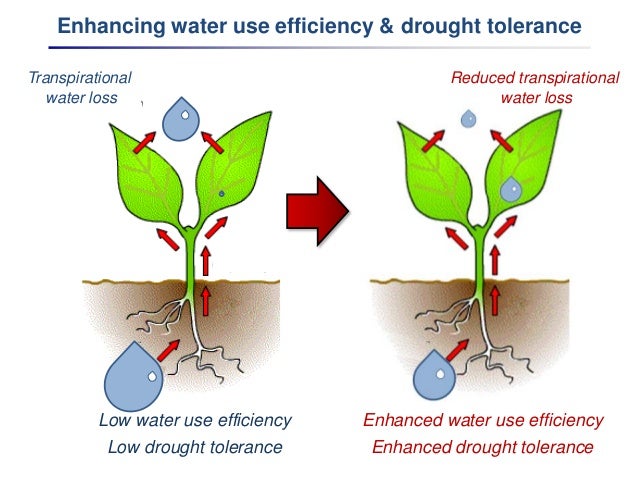 Modulating Stomatal Activity For Water Use Efficiency And Stress Tole…