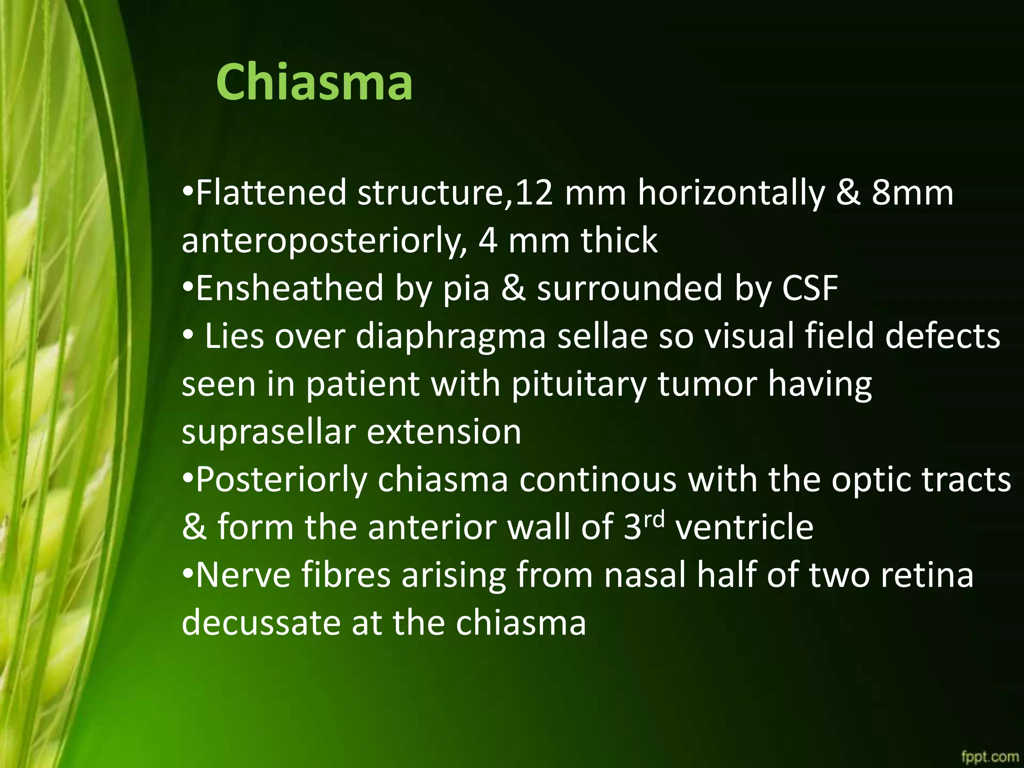 Chiasma | PPTX