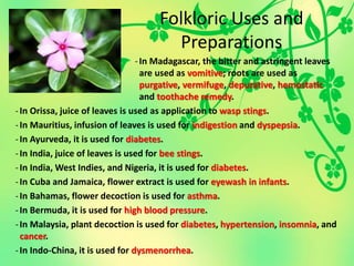 Ethnobotany - Plant Taxonomy Chichirica (Catharanthus roseus) | PPTX
