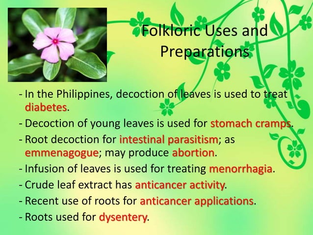 Ethnobotany - Plant Taxonomy Chichirica (Catharanthus roseus) | PPT