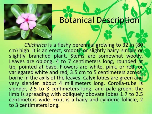Ethnobotany - Plant Taxonomy Chichirica (Catharanthus roseus)