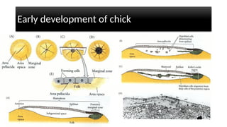 Chick embryo development Development biology | PPTX