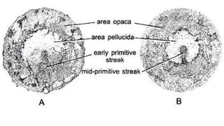 Chick embryo development Development biology | PPTX
