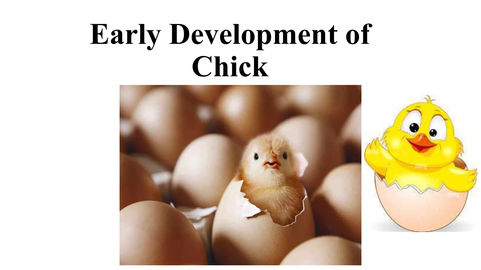 Chick Dev.pptx