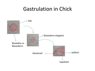 Chick development | PPTX
