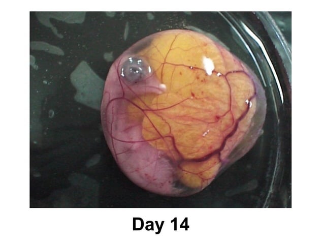 Chick development | PPT