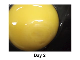 Chicken Embryo Development Day 1