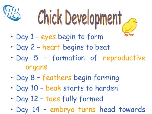 Chick development