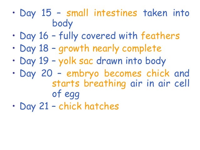 Chick development