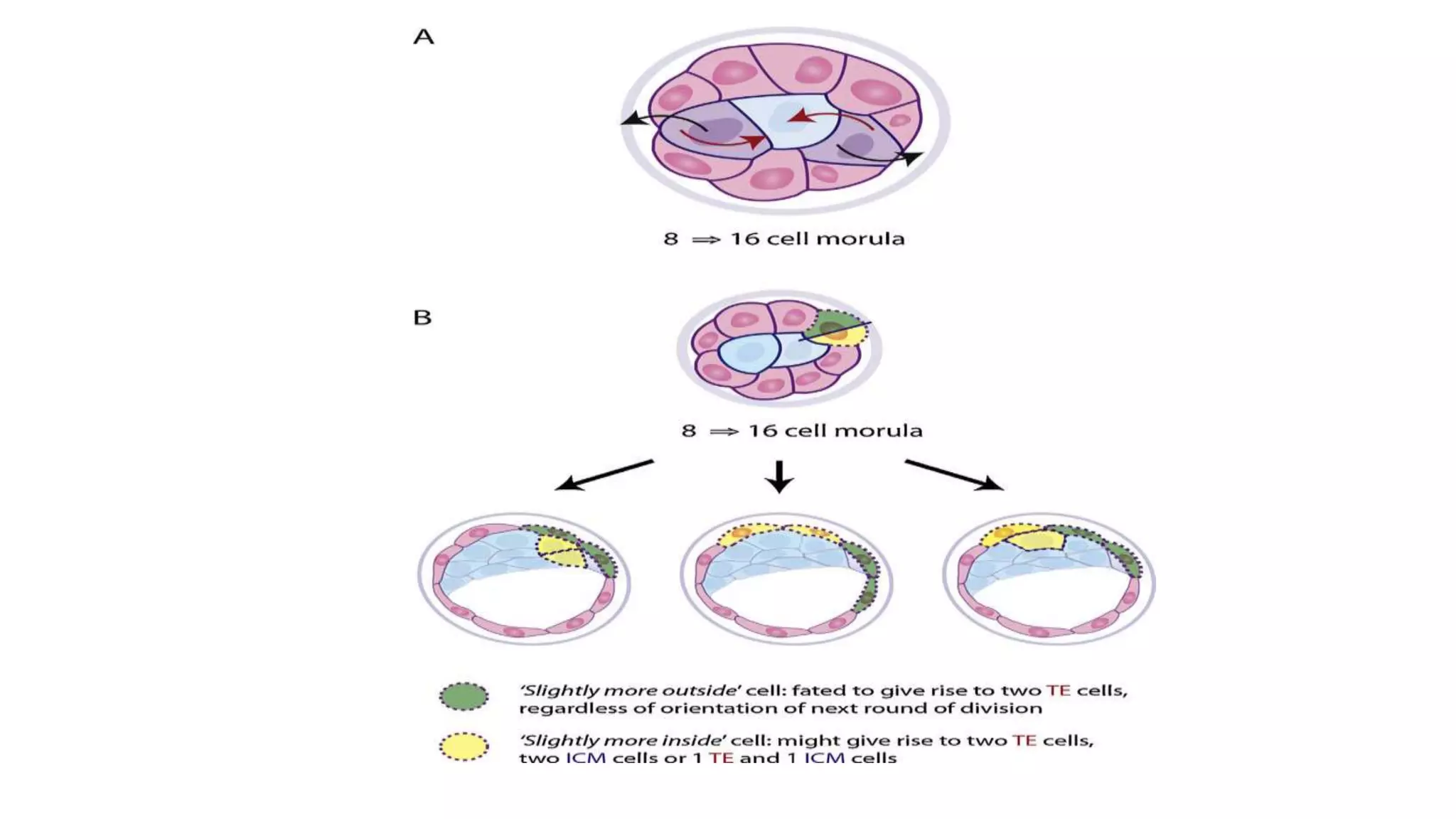 Chick embryo development | PPTX