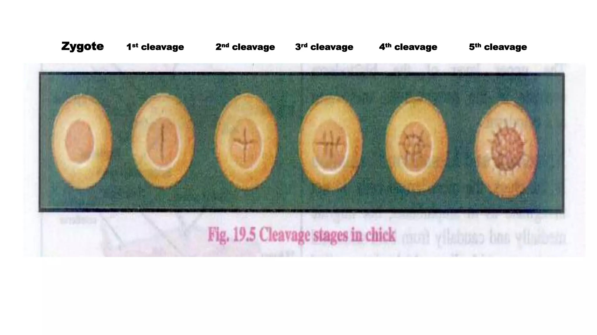Chick embryo development | PPTX