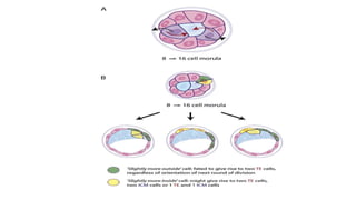 Chick embryo development | PPTX