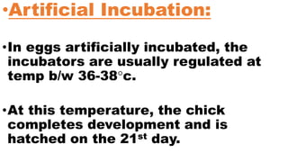 Chick embryo development | PPTX