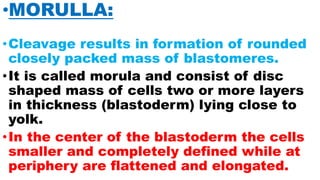 Chick embryo development | PPTX