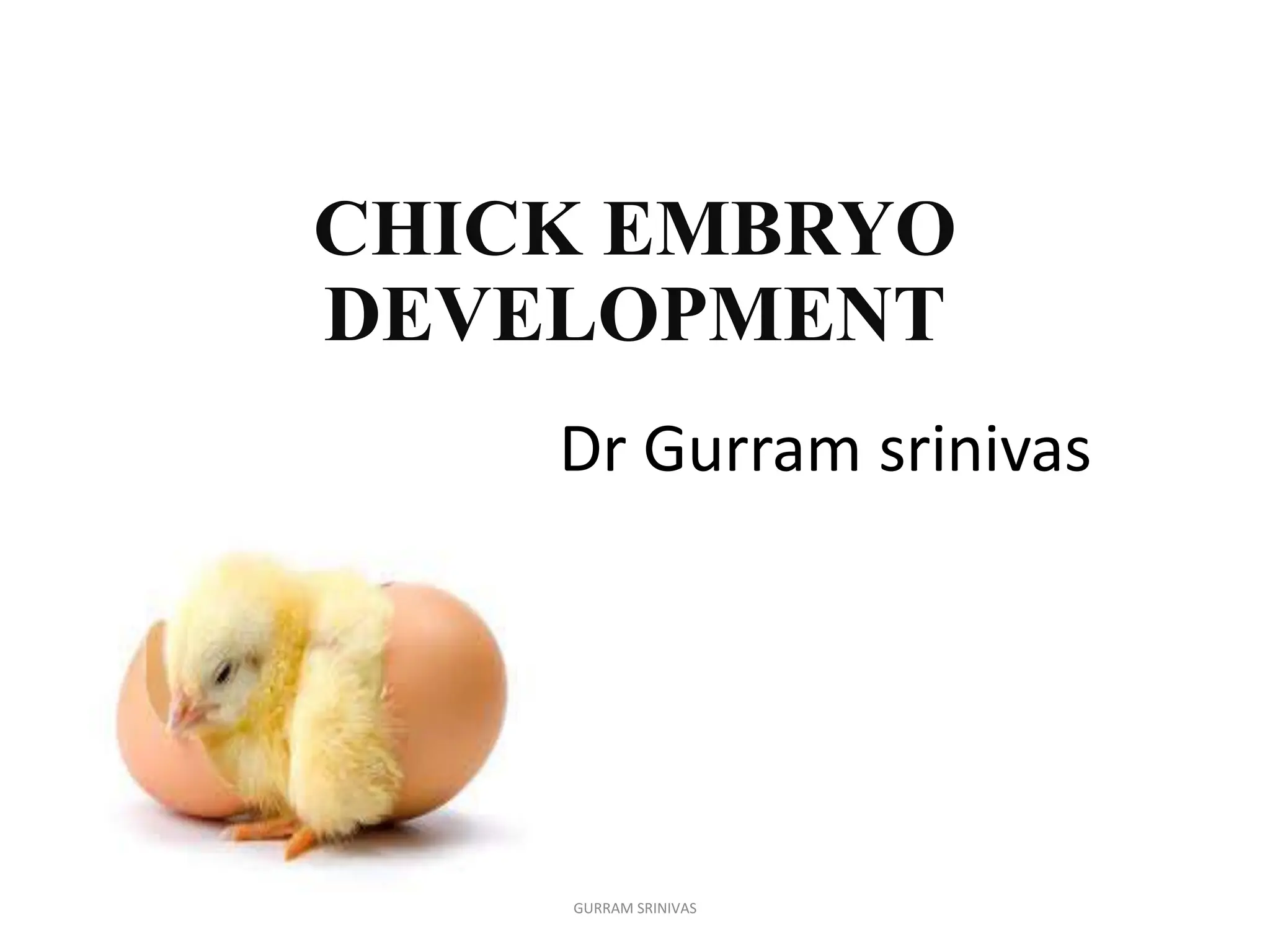 chick embryo development, FERTILIZED EGG, UNFERTILIZED EGG | PPTX