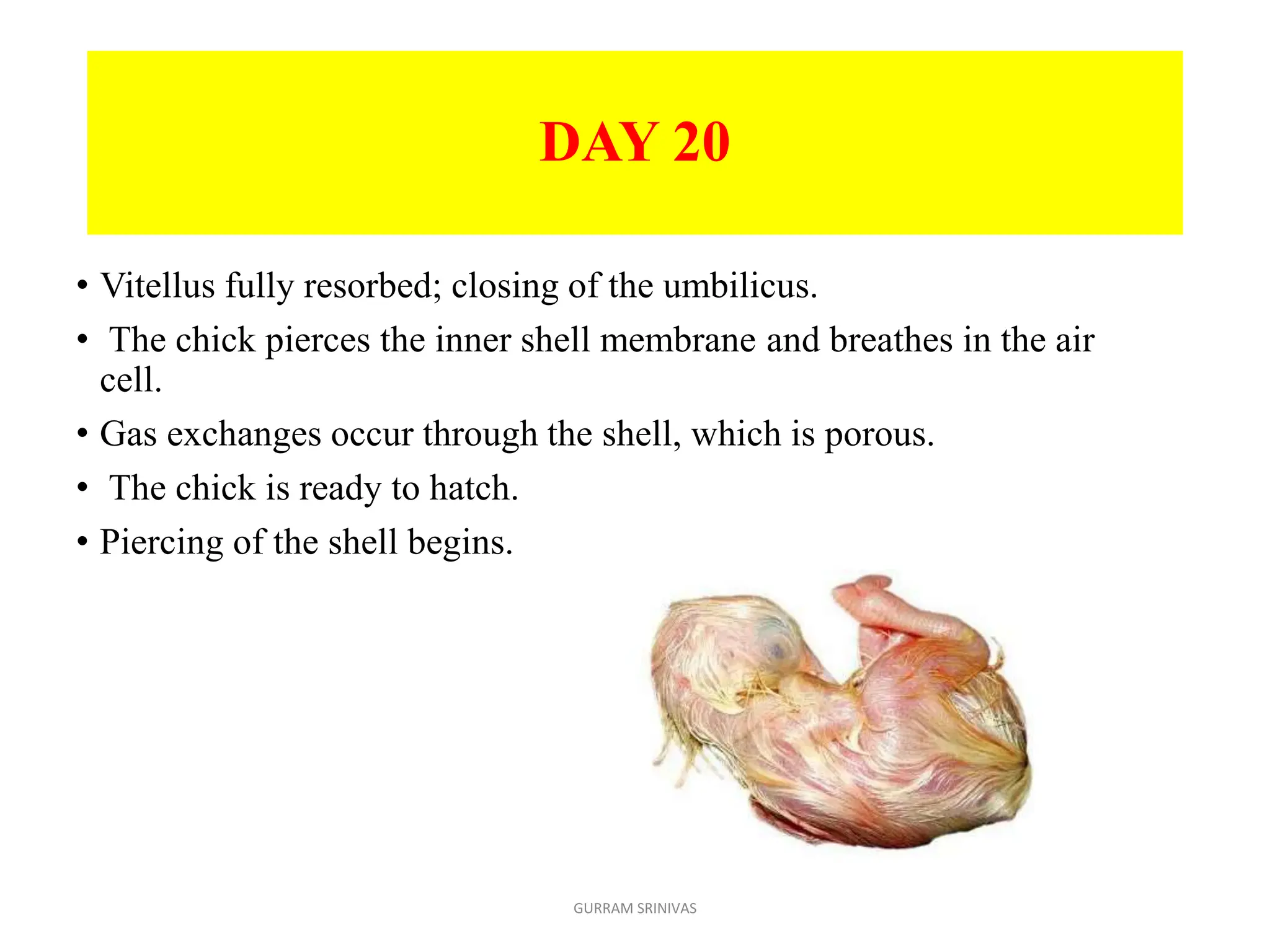 chick embryo development, FERTILIZED EGG, UNFERTILIZED EGG | PPTX