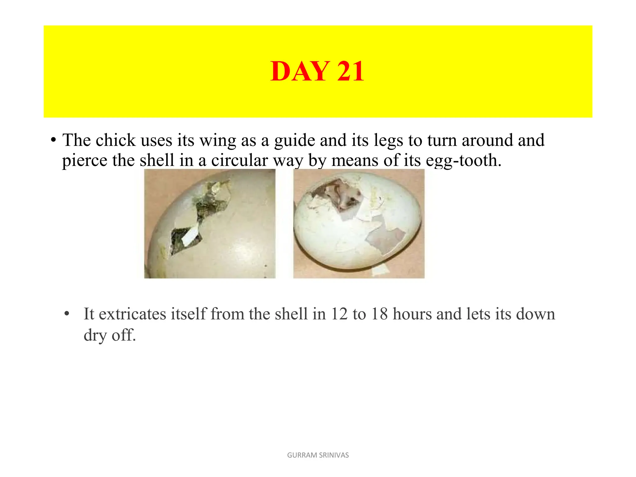 chick embryo development, FERTILIZED EGG, UNFERTILIZED EGG | PPTX