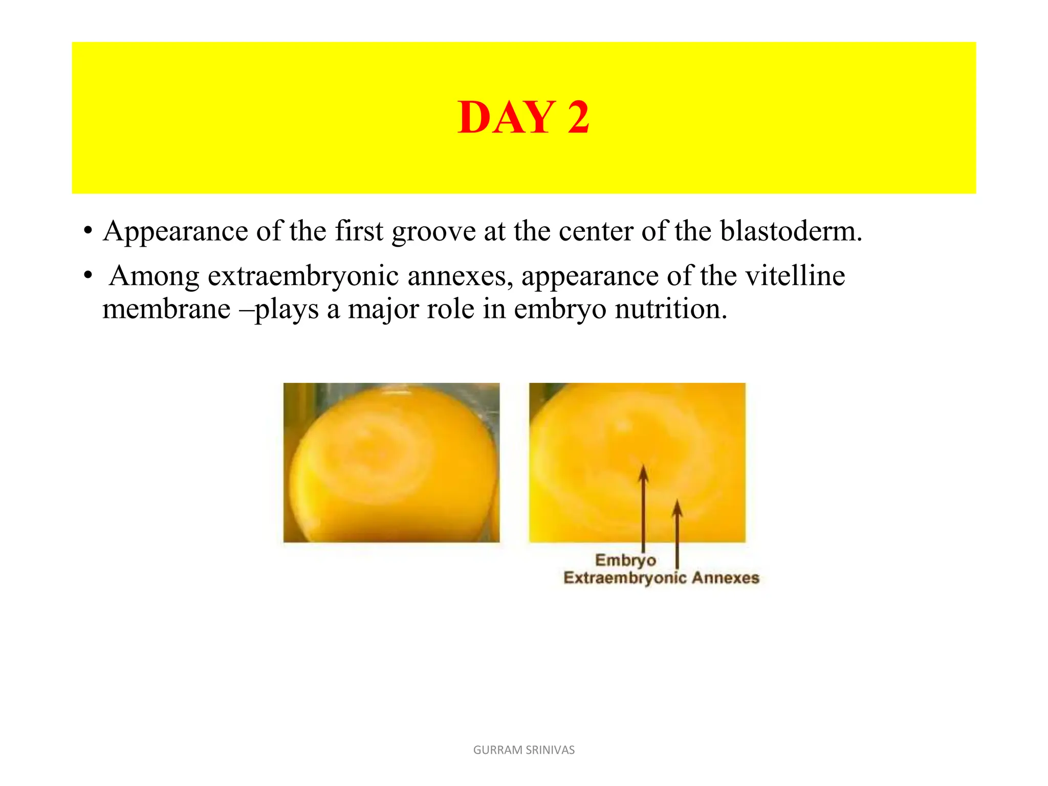 chick embryo development, FERTILIZED EGG, UNFERTILIZED EGG | PPTX