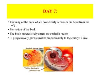 chick embryo development, FERTILIZED EGG, UNFERTILIZED EGG | PPTX