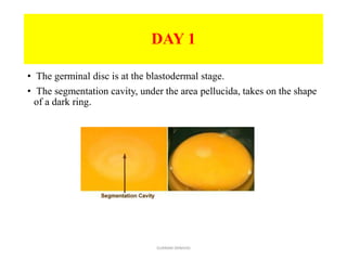 chick embryo development, FERTILIZED EGG, UNFERTILIZED EGG | PPTX