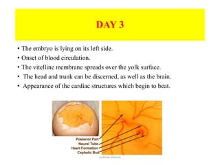 chick embryo development, FERTILIZED EGG, UNFERTILIZED EGG | PPTX