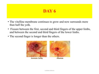 chick embryo development, FERTILIZED EGG, UNFERTILIZED EGG | PPTX