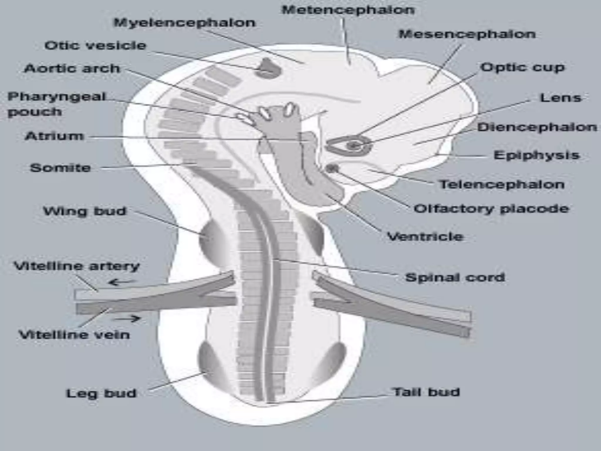 Chick embryo developmental stages | PPTX