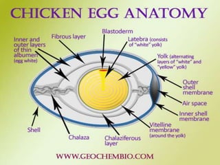 Chick embryo developmental stages | PPTX