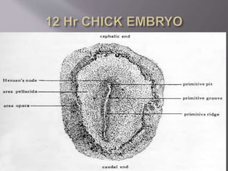 Chick embryo developmental stages | PPTX