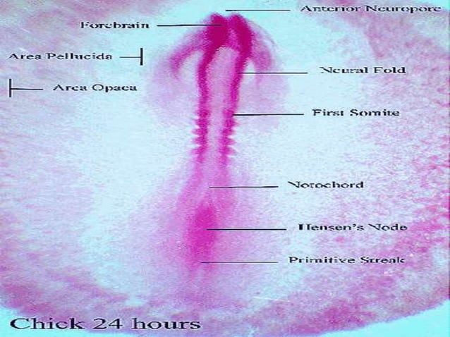 Chick embryo developmental stages | PPTX