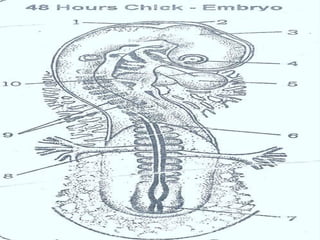 Chick embryo developmental stages | PPTX
