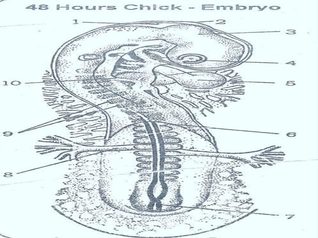 Chick embryo developmental stages | PPTX