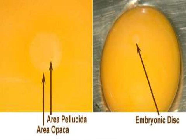 Chick embryo developmental stages