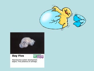 Chick Embryology PowerPoint for Agriculture class | PPT