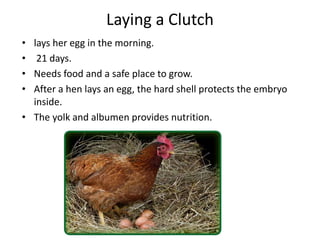 Chicken | PPTX